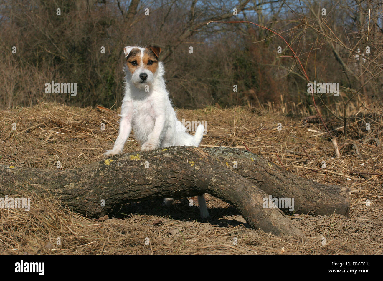 Parson Russell Terrier Stock Photo - Alamy