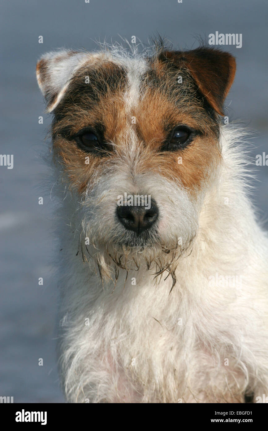 Parson Russell Terrier Portrait Stock Photo - Alamy