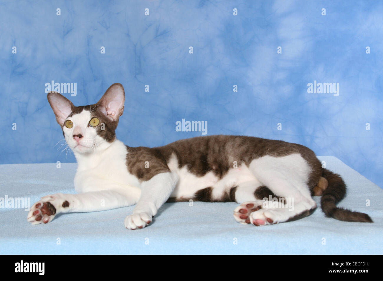 Peterbalds hi-res stock photography and images - Alamy