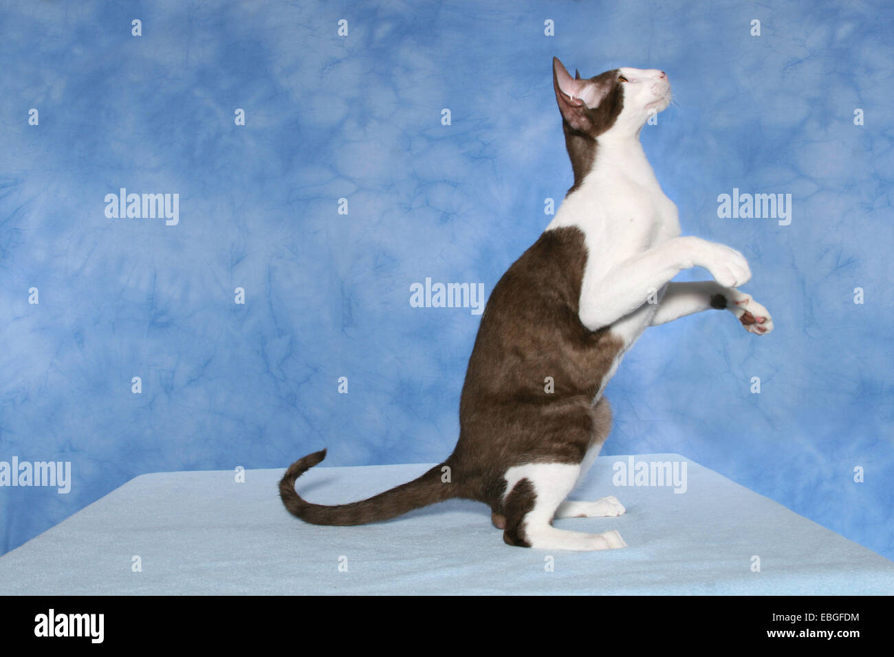 Peterbalds hi-res stock photography and images - Alamy
