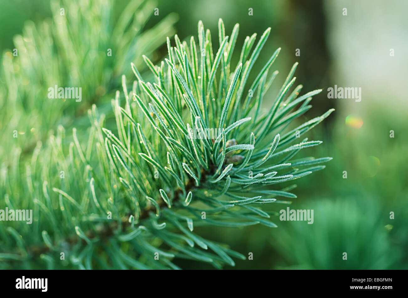 Pine iced tree Stock Photo - Alamy