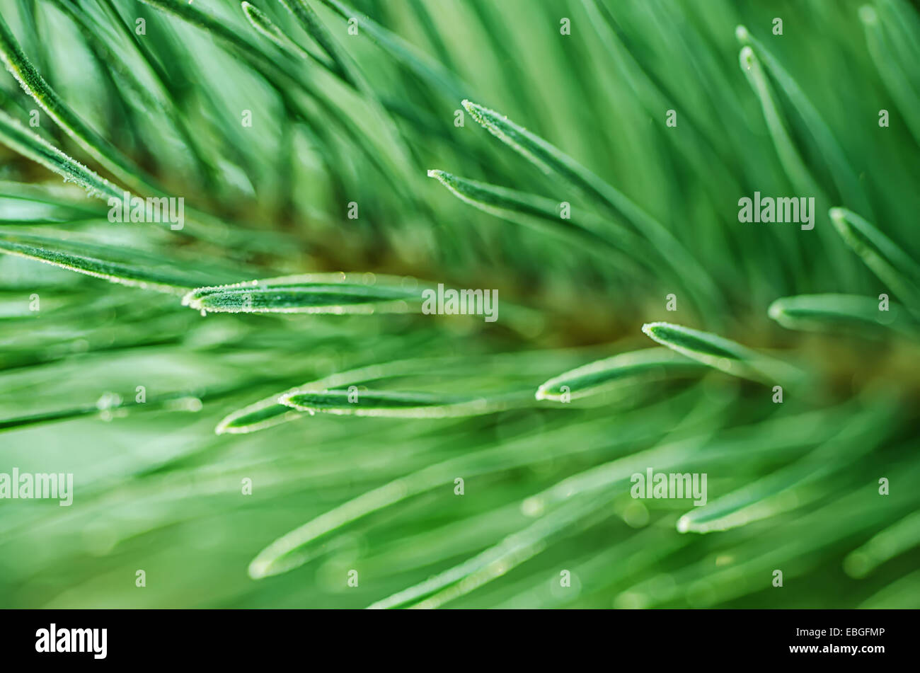 Pine iced tree Stock Photo - Alamy