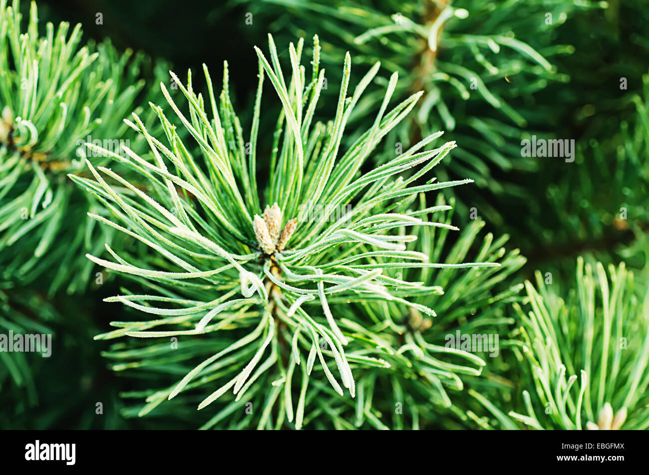 Pine iced tree Stock Photo - Alamy