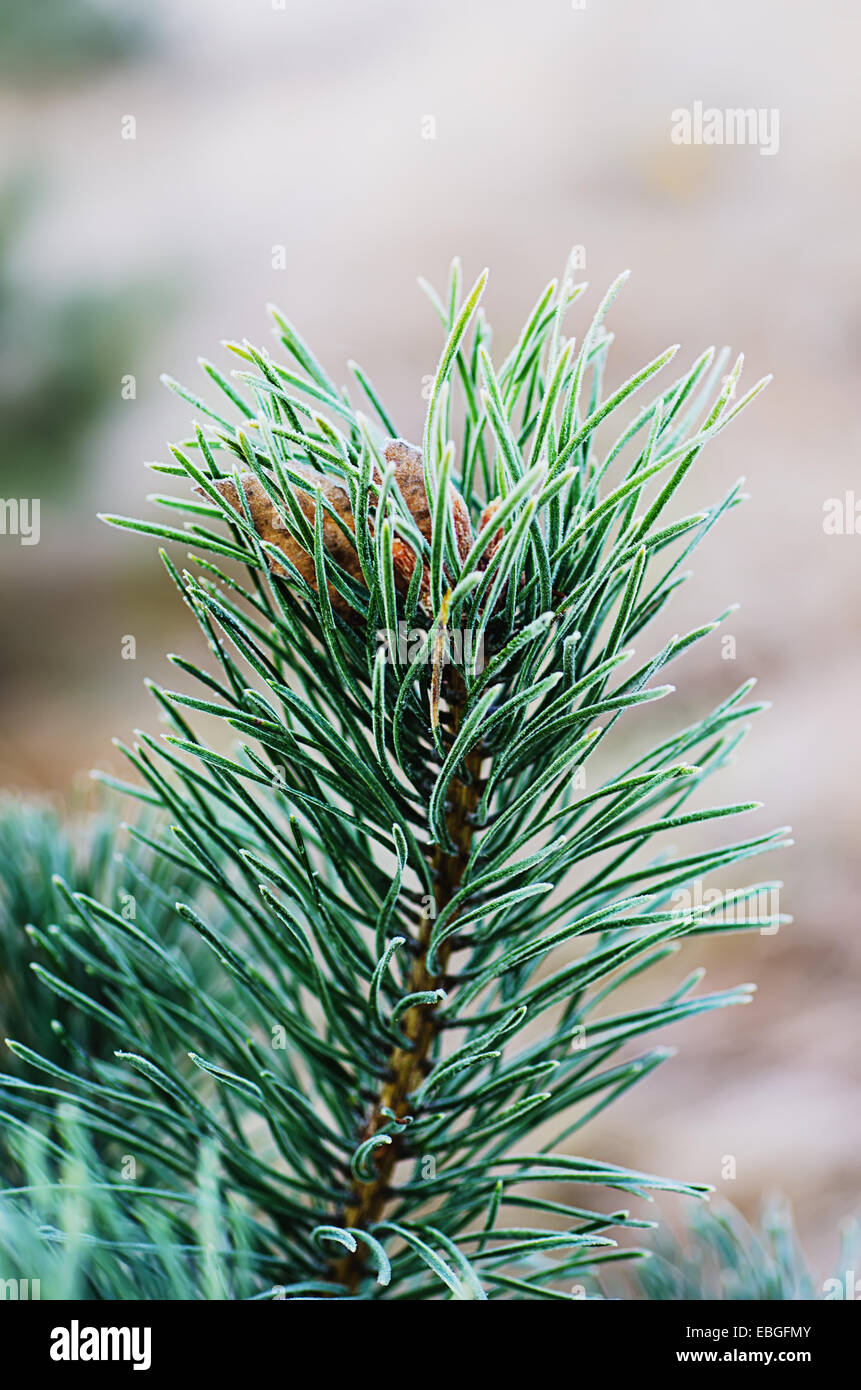 Pine iced tree Stock Photo - Alamy