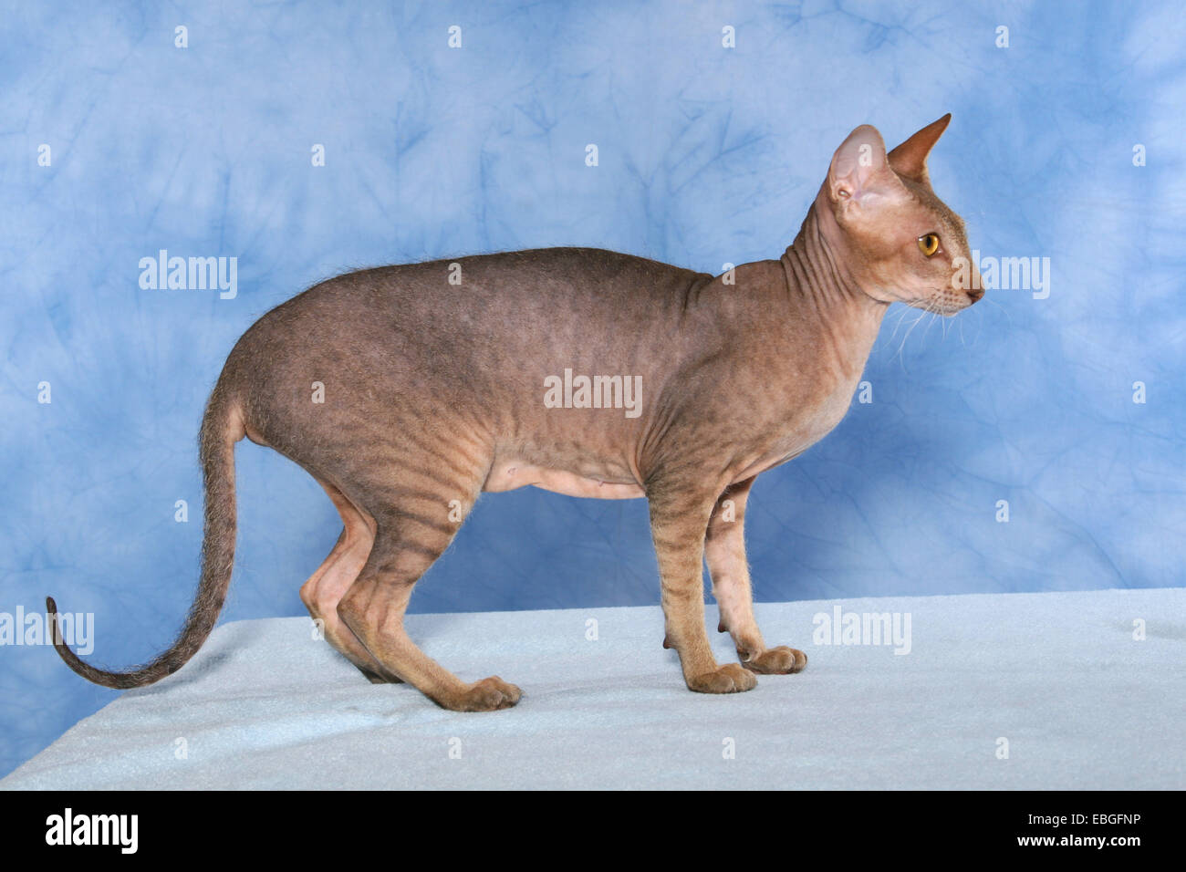 Peterbalds hi-res stock photography and images - Alamy