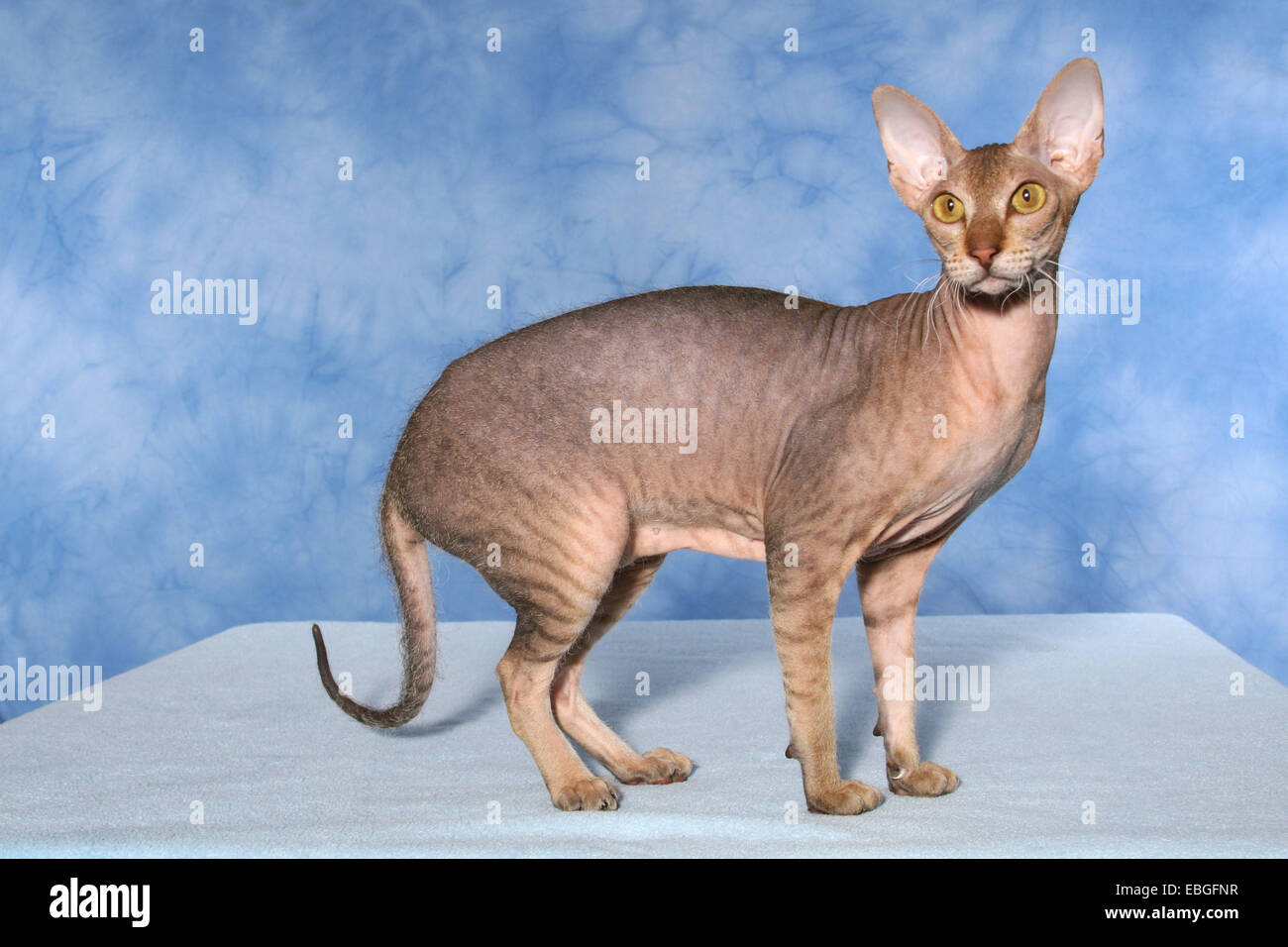 Peterbalds hi-res stock photography and images - Alamy