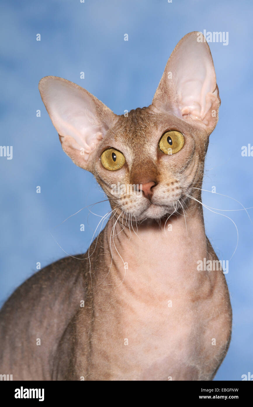 Peterbald cat breed hi-res stock photography and images - Alamy