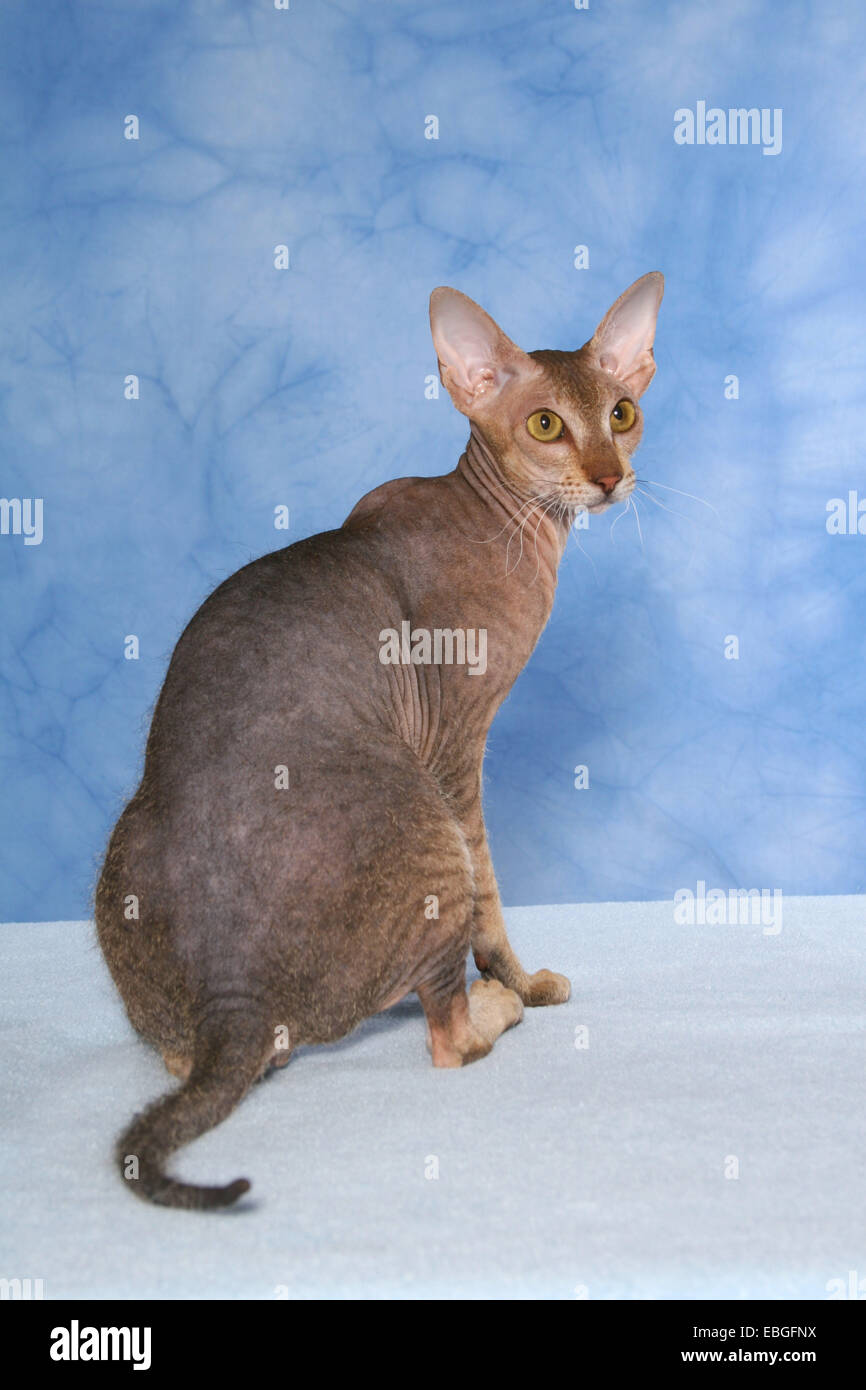 Peterbald cat breed hi-res stock photography and images - Alamy