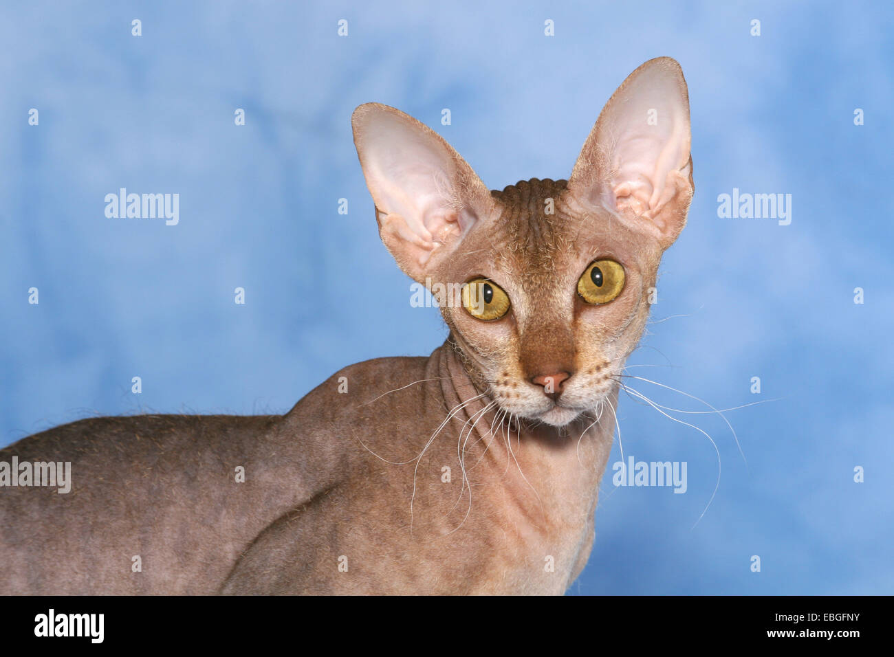 Peterbalds hi-res stock photography and images - Alamy