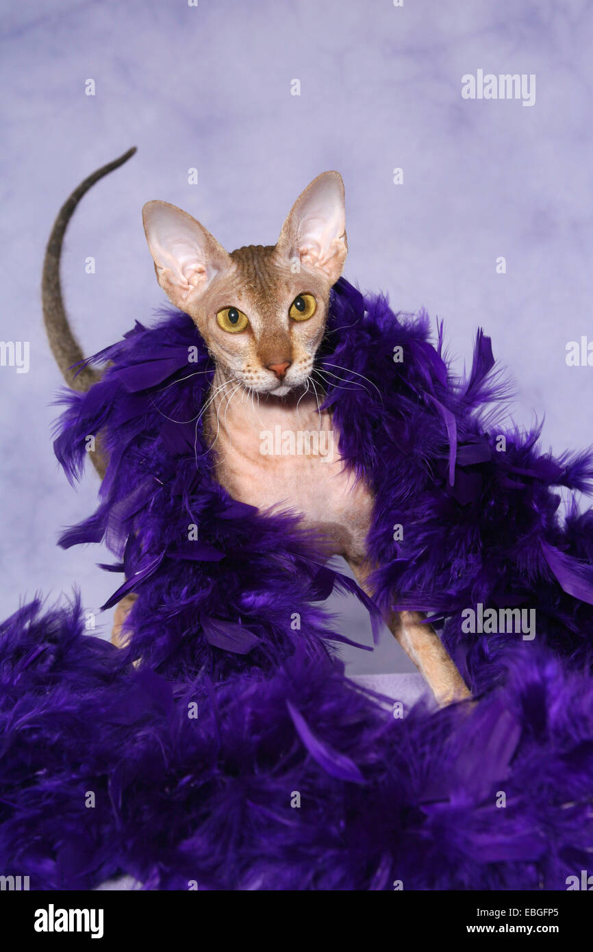 Peterbald cat breed hi-res stock photography and images - Alamy