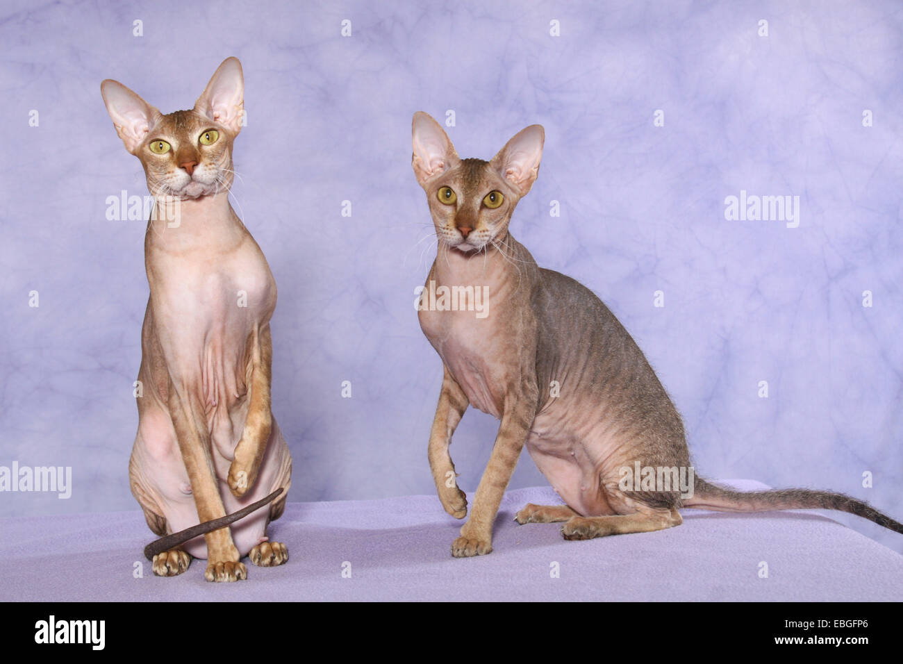 Peterbalds hi-res stock photography and images - Alamy