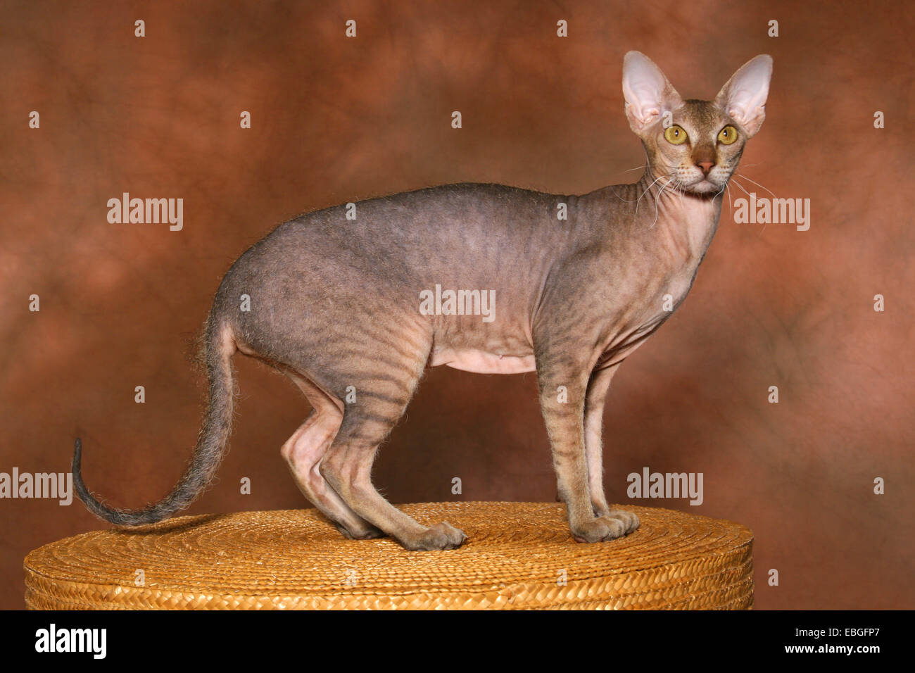 Peterbalds hi-res stock photography and images - Alamy