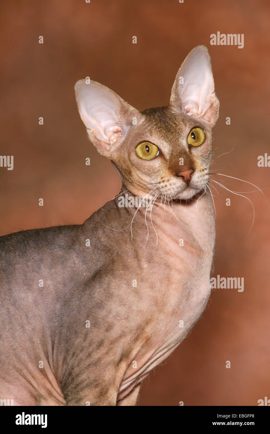 Peterbald cat breed hi-res stock photography and images - Alamy