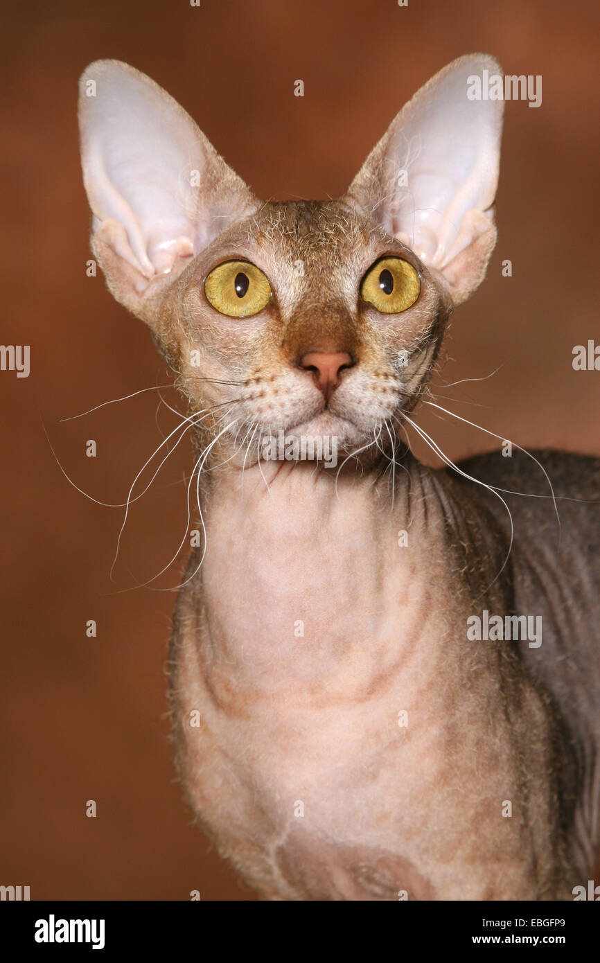 Peterbald cat breed hi-res stock photography and images - Alamy