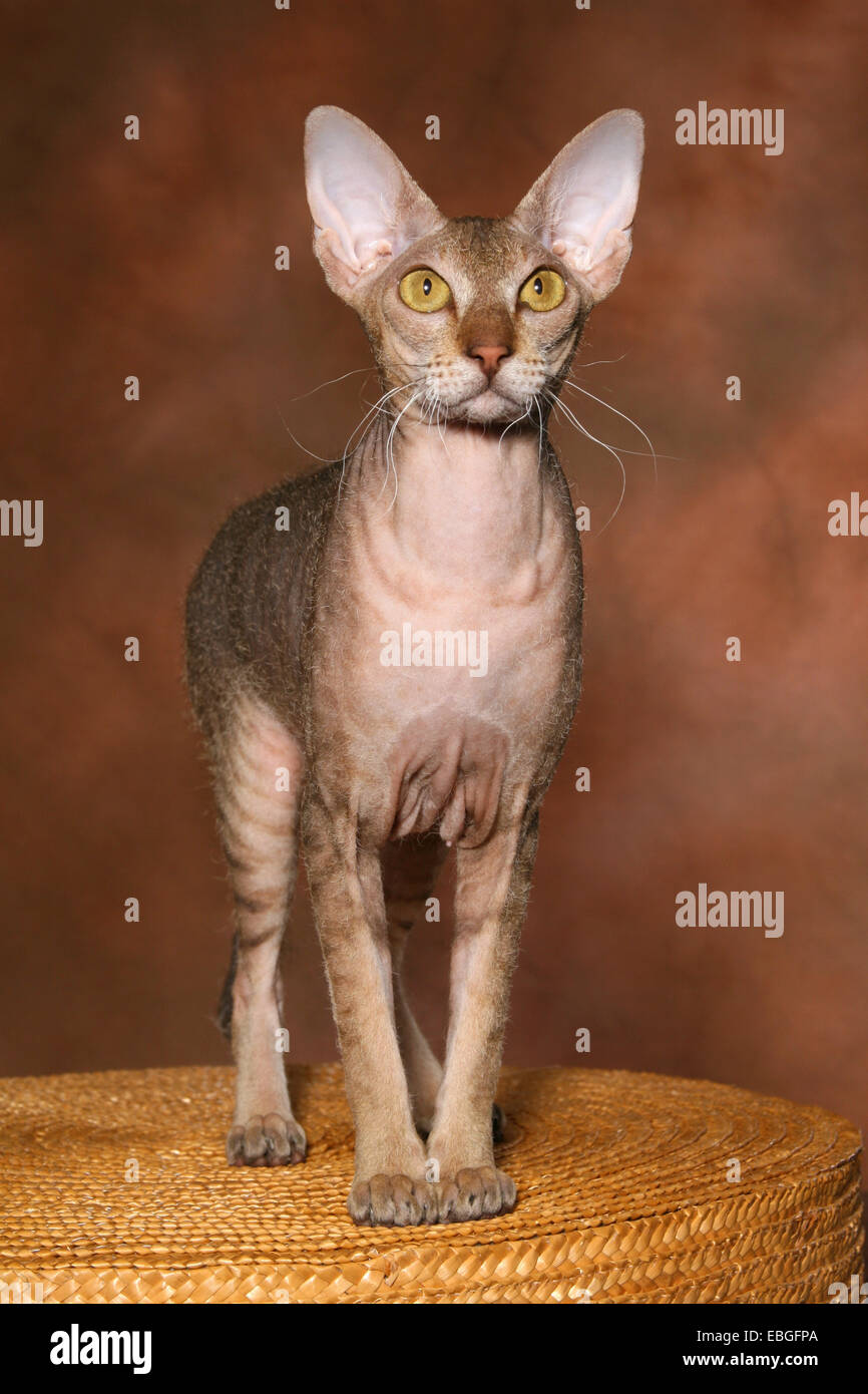 Peterbald cat hi-res stock photography and images - Alamy
