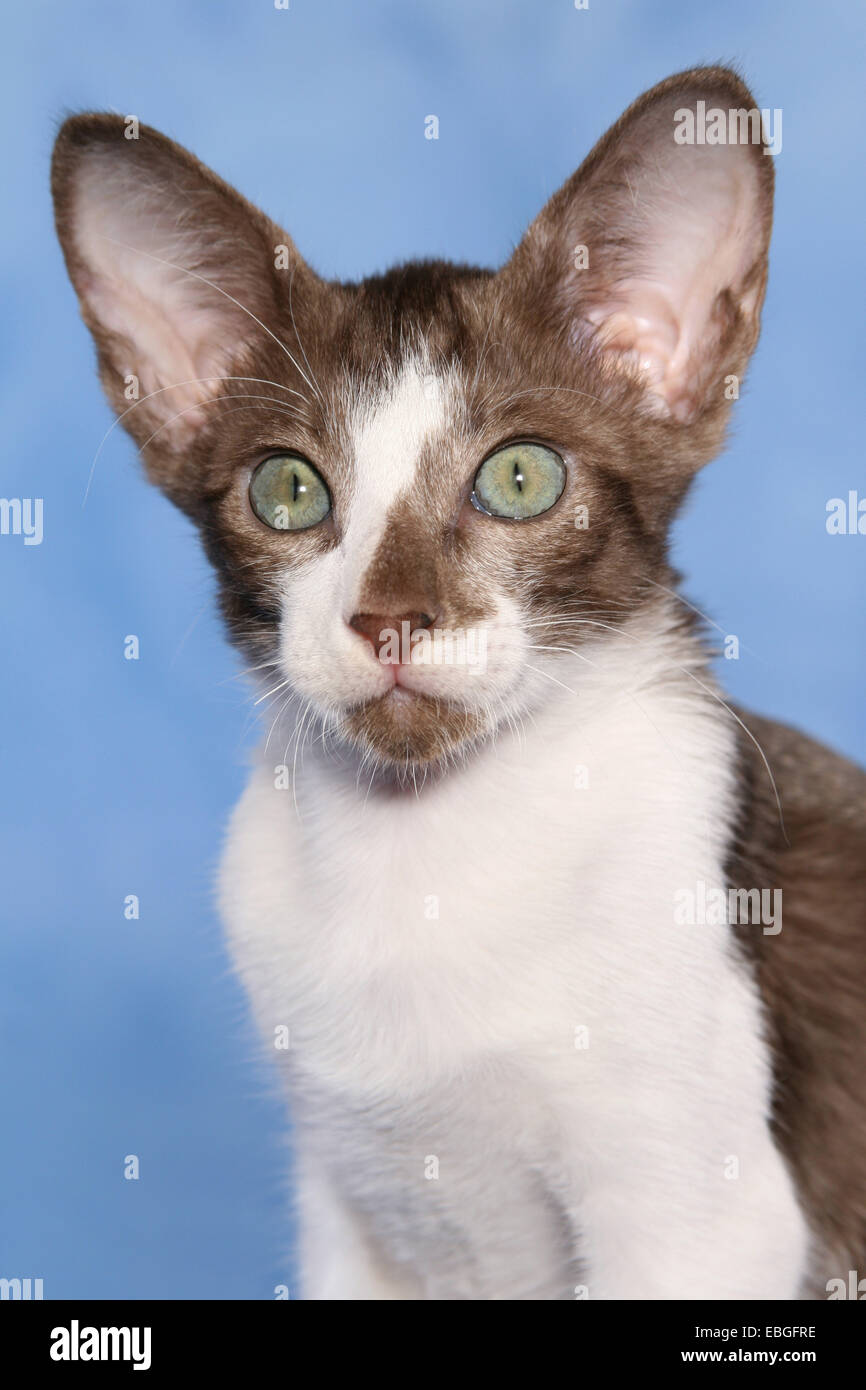 Peterbald Cat Kitten High Resolution Stock Photography and Images - Alamy