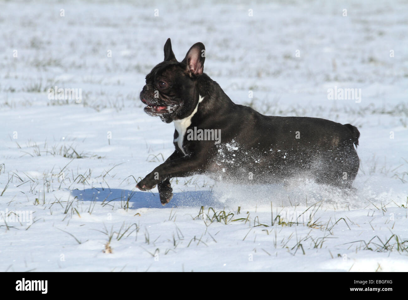 running French Bulldog Stock Photo - Alamy