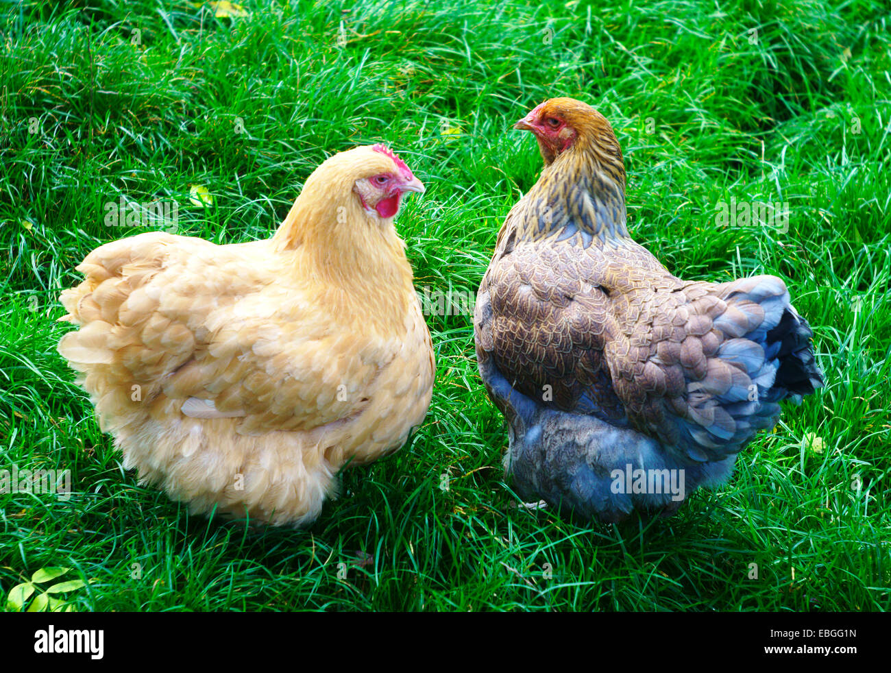 Feathers beaks hi-res stock photography and images - Alamy
