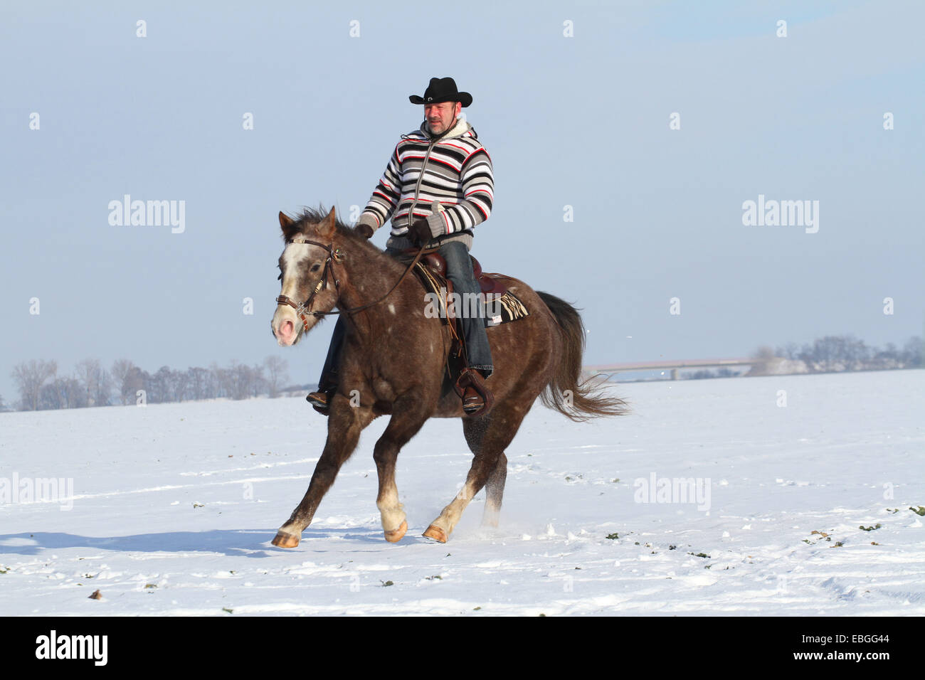 American paint horse action hi-res stock photography and images - Alamy