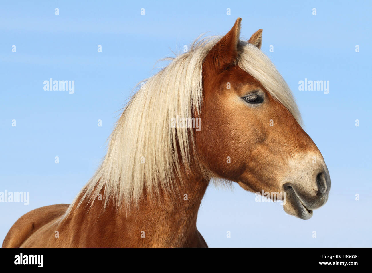 haflinger horse portrait Stock Photo - Alamy