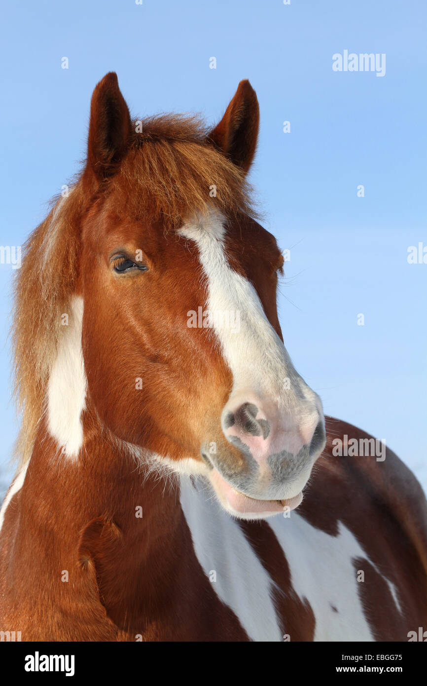 Cheval pinto hi-res stock photography and images - Alamy