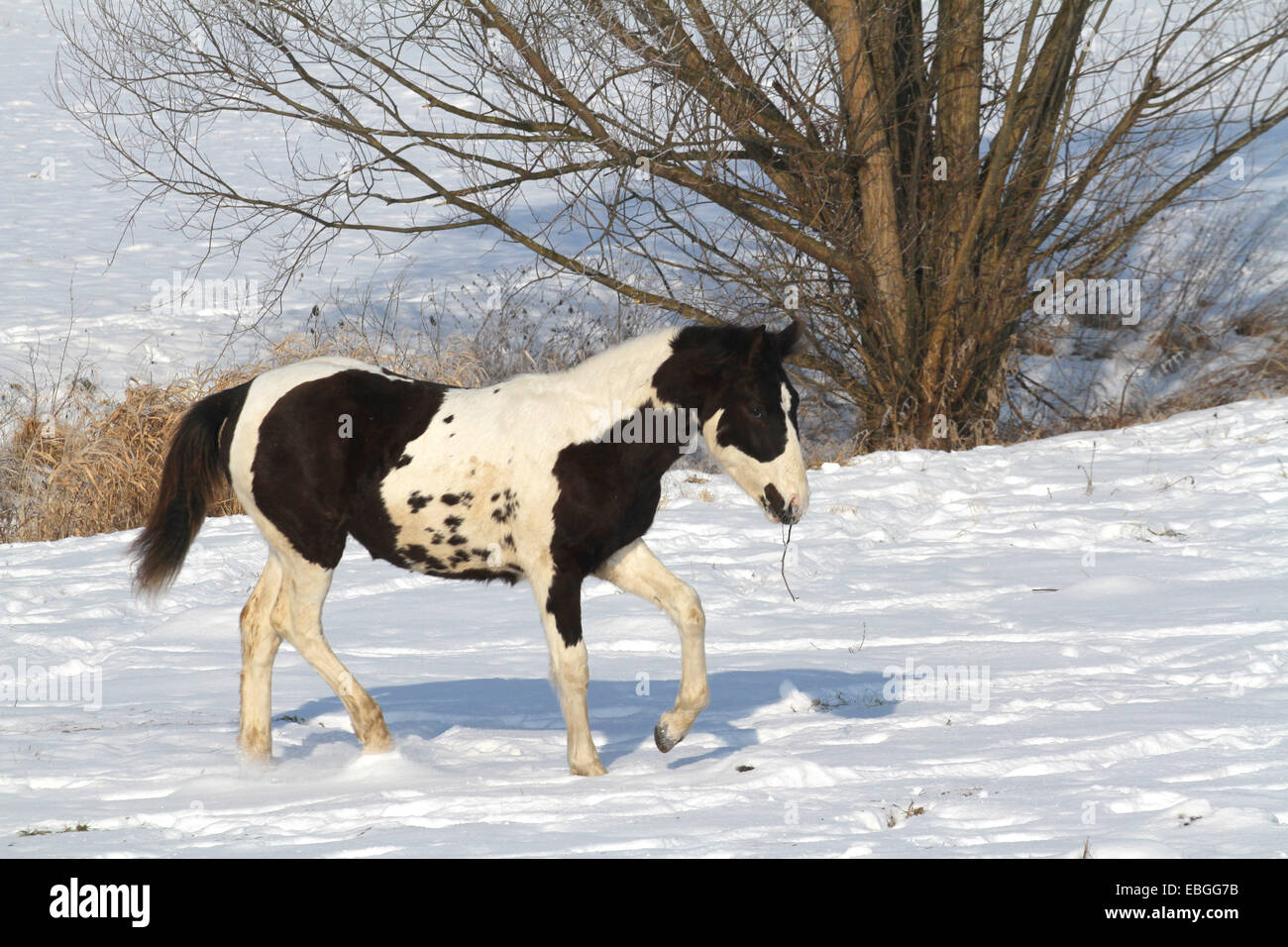 Black white pinto horse covered hi-res stock photography and images - Alamy