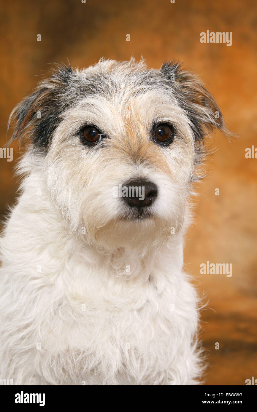 Parson Russell Terrier Portrait Stock Photo - Alamy
