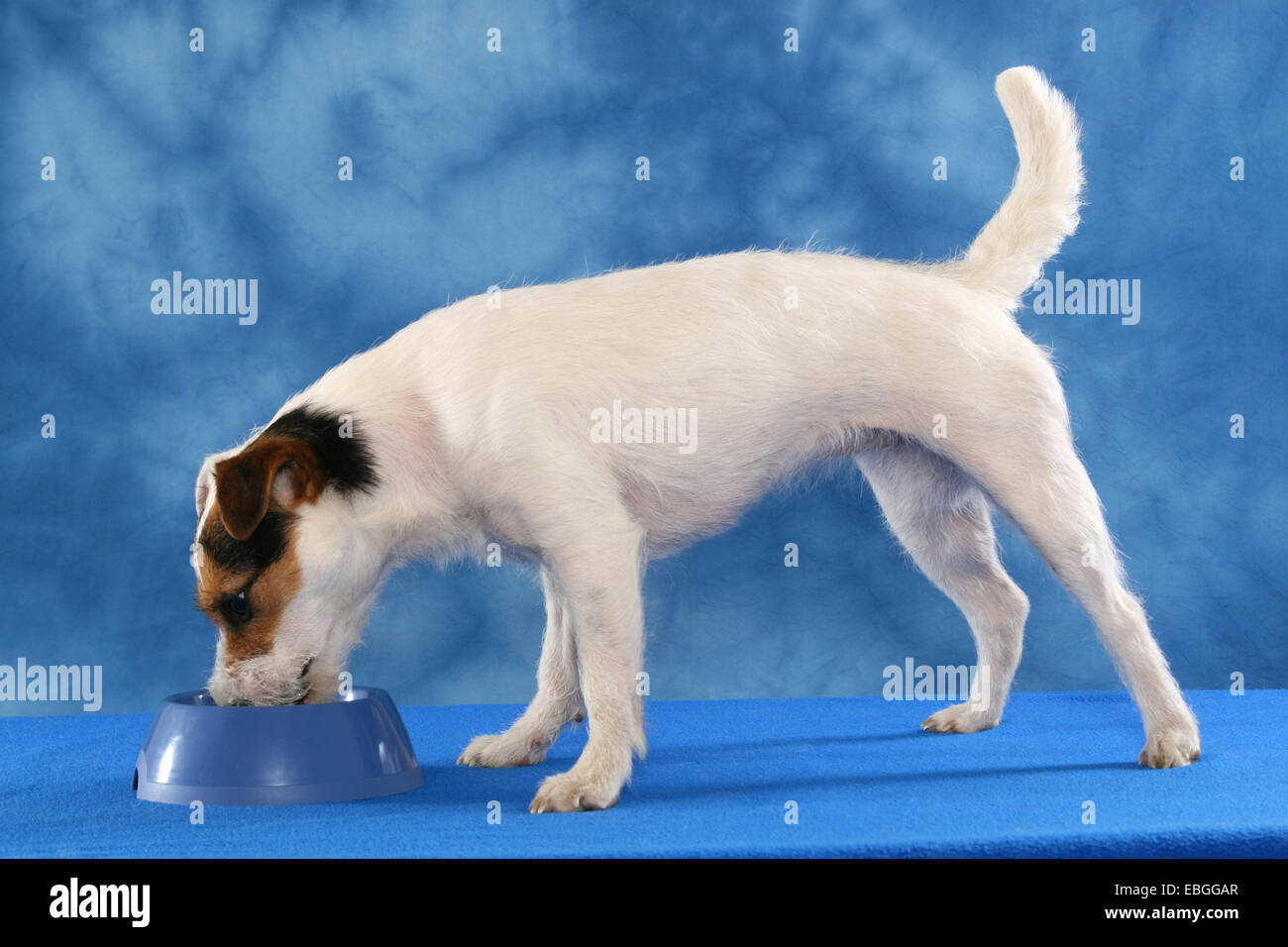 eating Parson Russell Terrier Stock Photo - Alamy