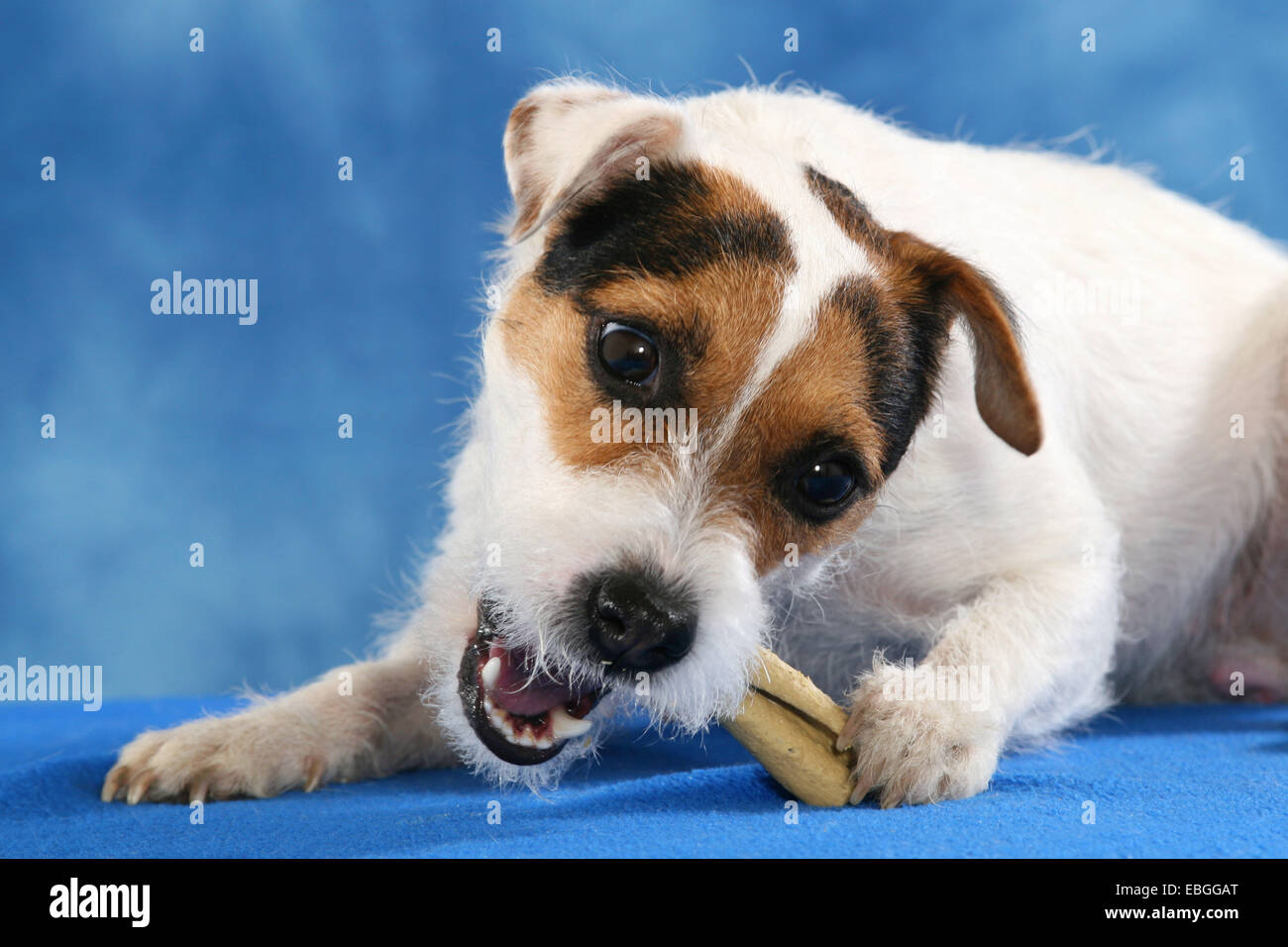 eating Parson Russell Terrier Stock Photo - Alamy