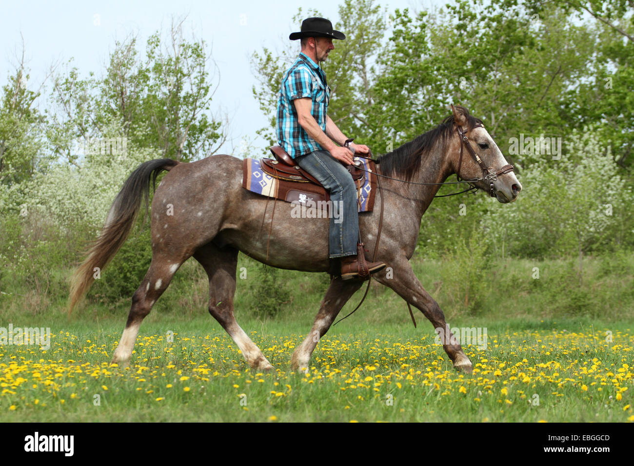 American paint horse action hi-res stock photography and images - Alamy