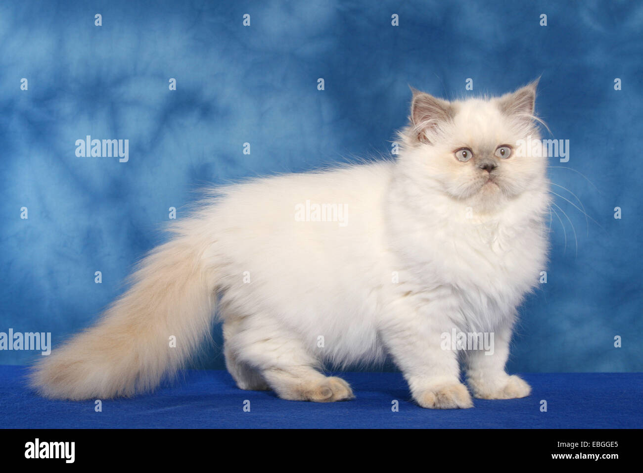 Lilac tortie tabby point hi-res stock photography and images - Alamy