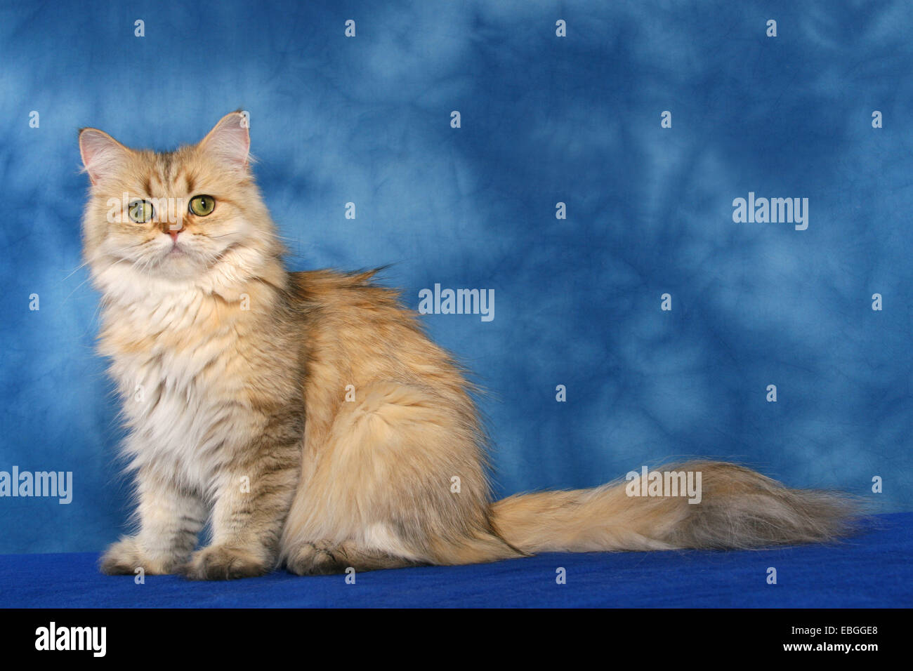 sitting Persian cat Stock Photo - Alamy