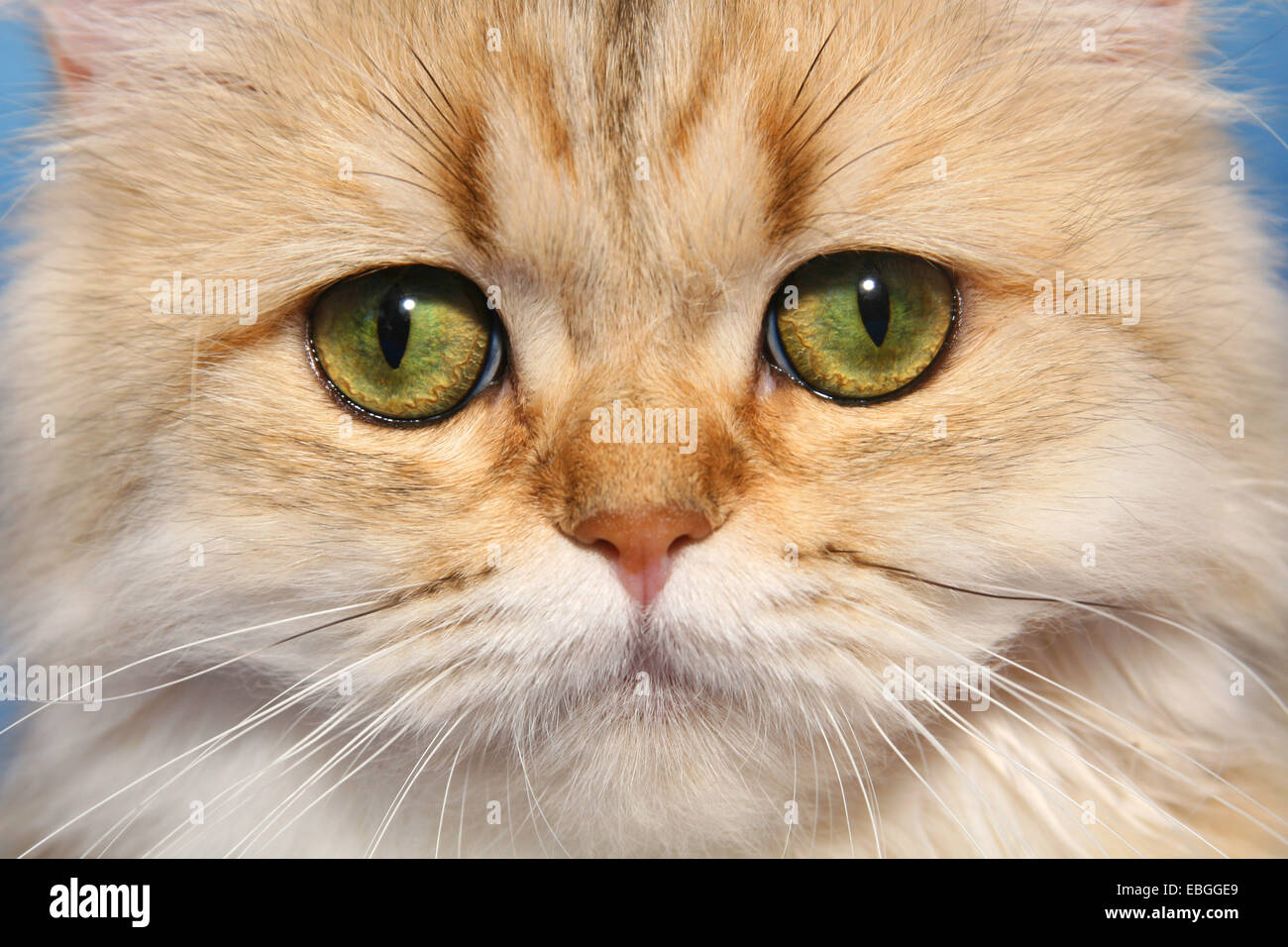 Persian cat face Stock Photo - Alamy