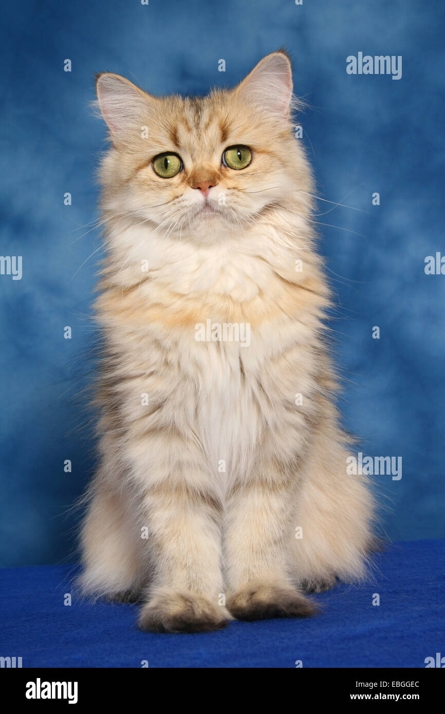 sitting Persian cat Stock Photo - Alamy