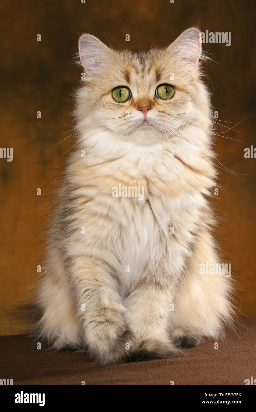 sitting Persian cat Stock Photo - Alamy
