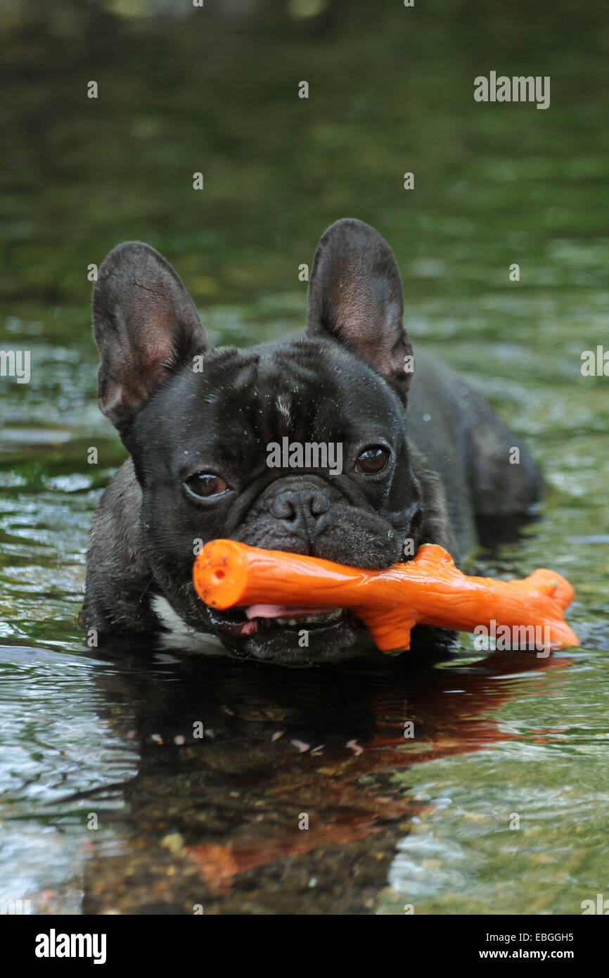 bathing French Bulldog Stock Photo - Alamy
