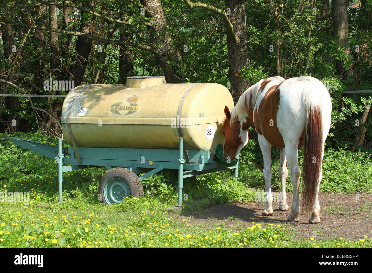 Ponies drinking water hi-res stock photography and images - Alamy