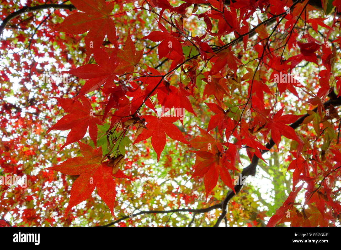 Red Maple Leaves Stock Photo - Alamy
