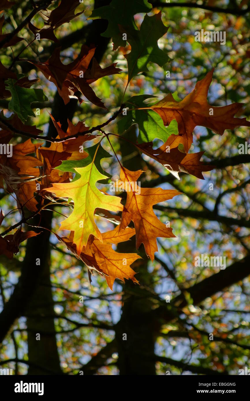 Pin Oak Leaves Stock Photo - Alamy
