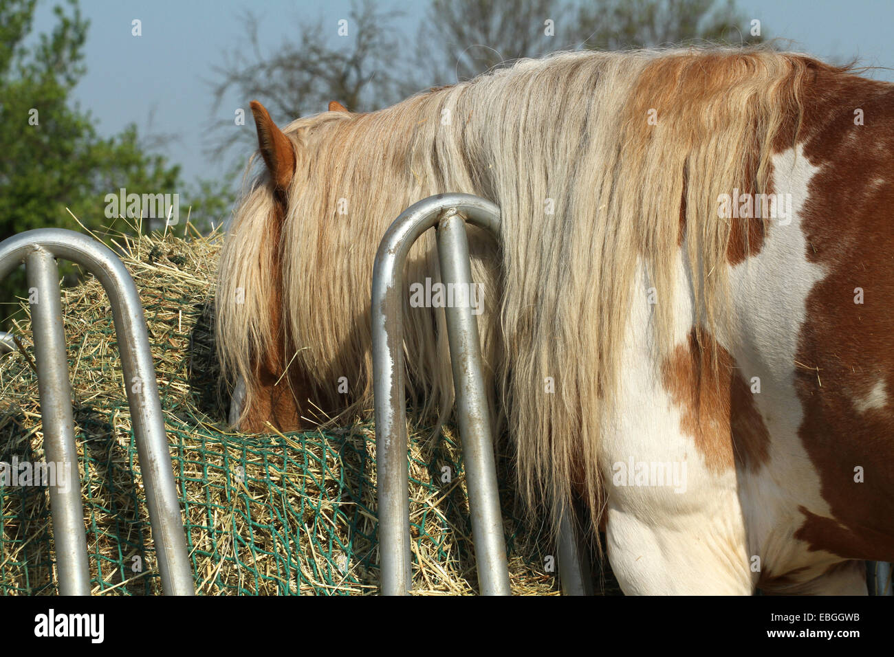 Small pony eating hay hi-res stock photography and images - Alamy