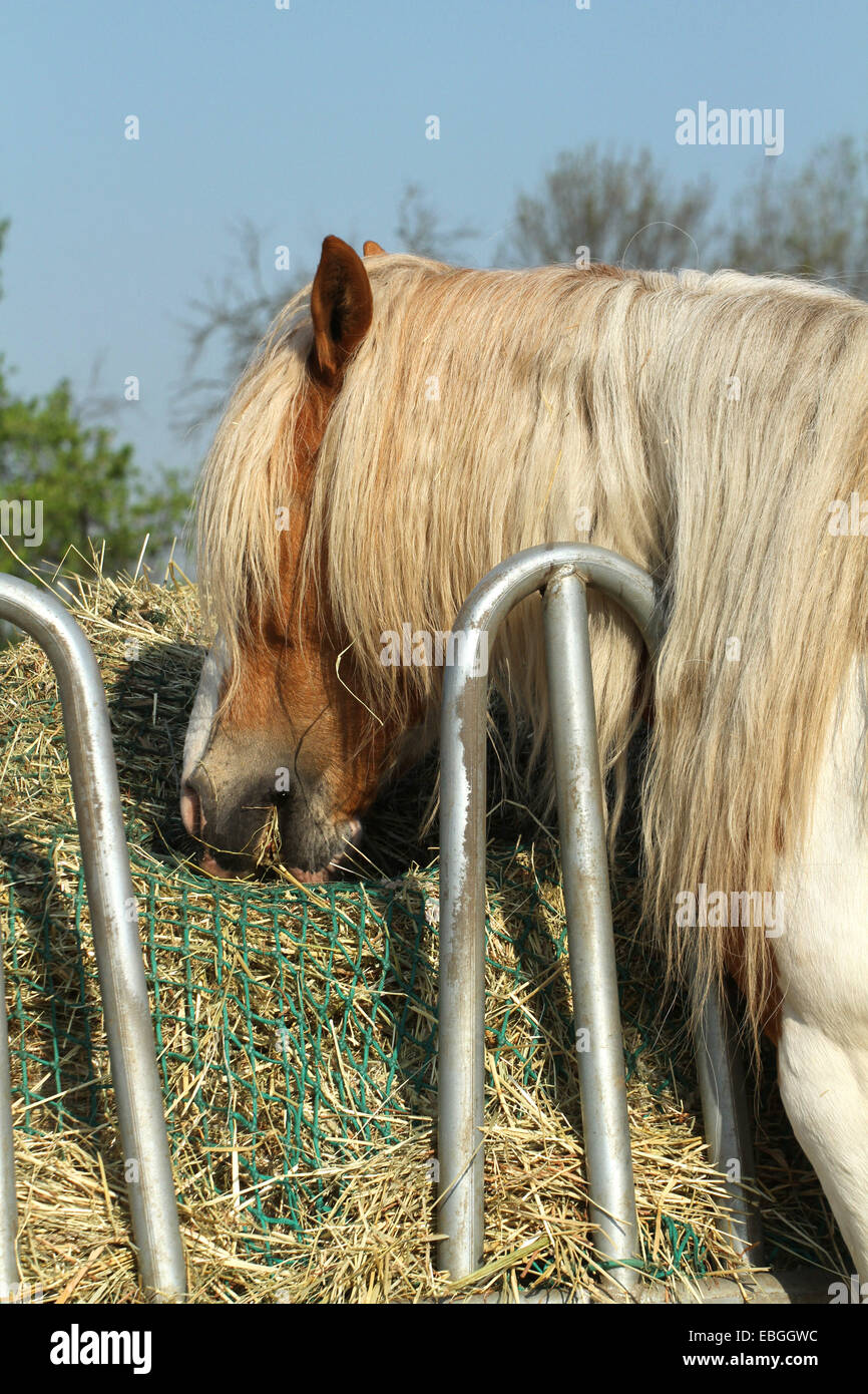 Ponies eating hay hi-res stock photography and images - Alamy