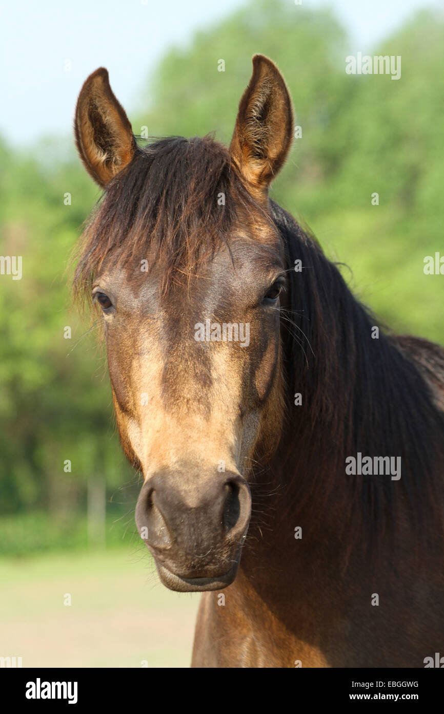 Domestic quarter hi-res stock photography and images - Alamy