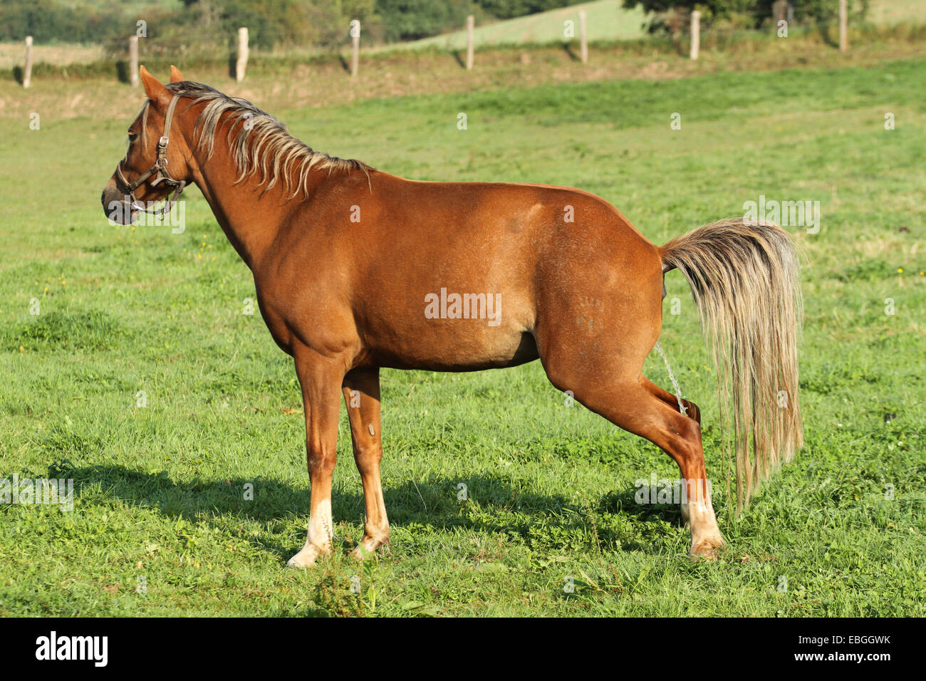 urinating Welsh B Stock Photo - Alamy