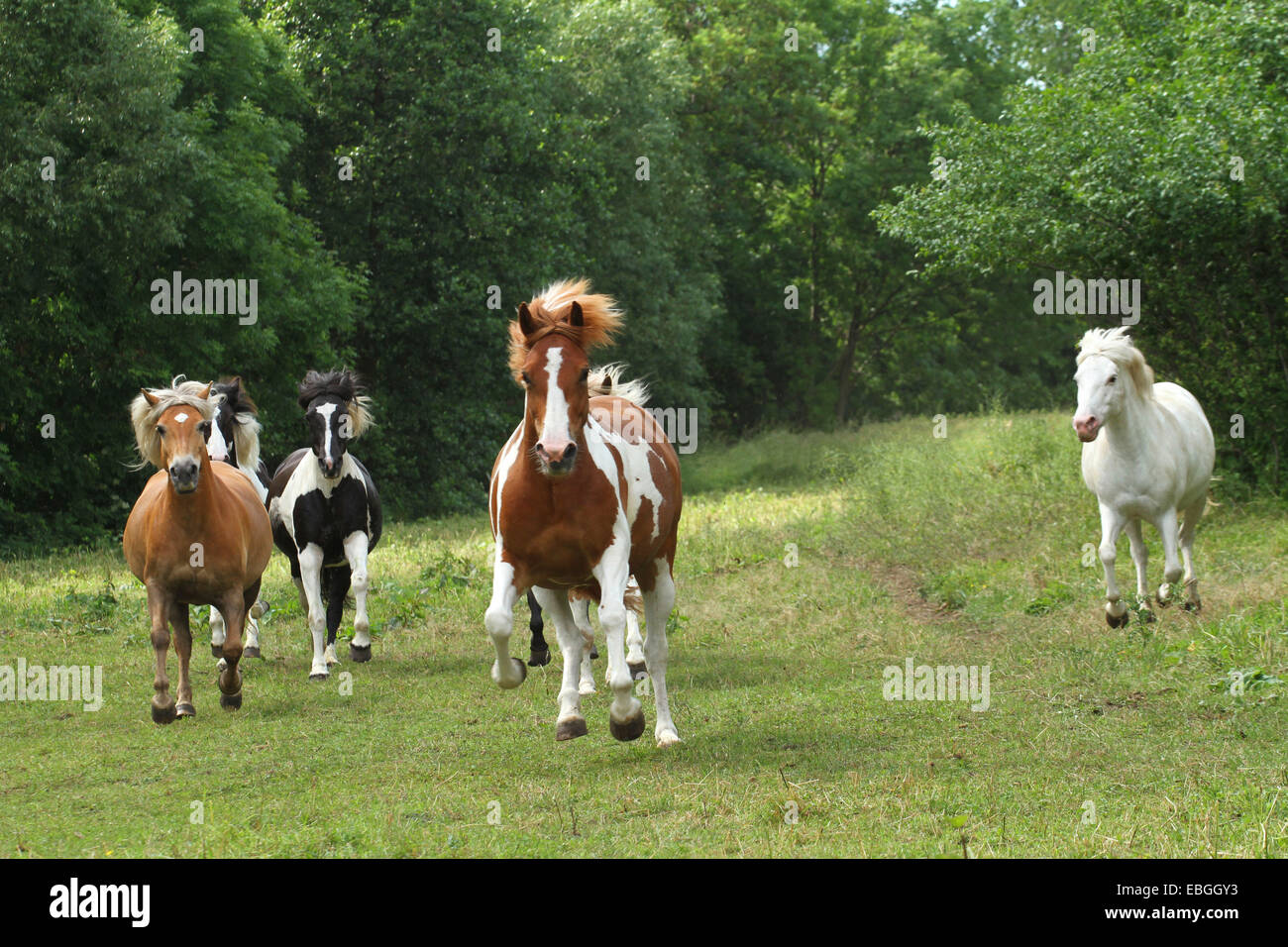 Black horses galloping hi-res stock photography and images - Alamy