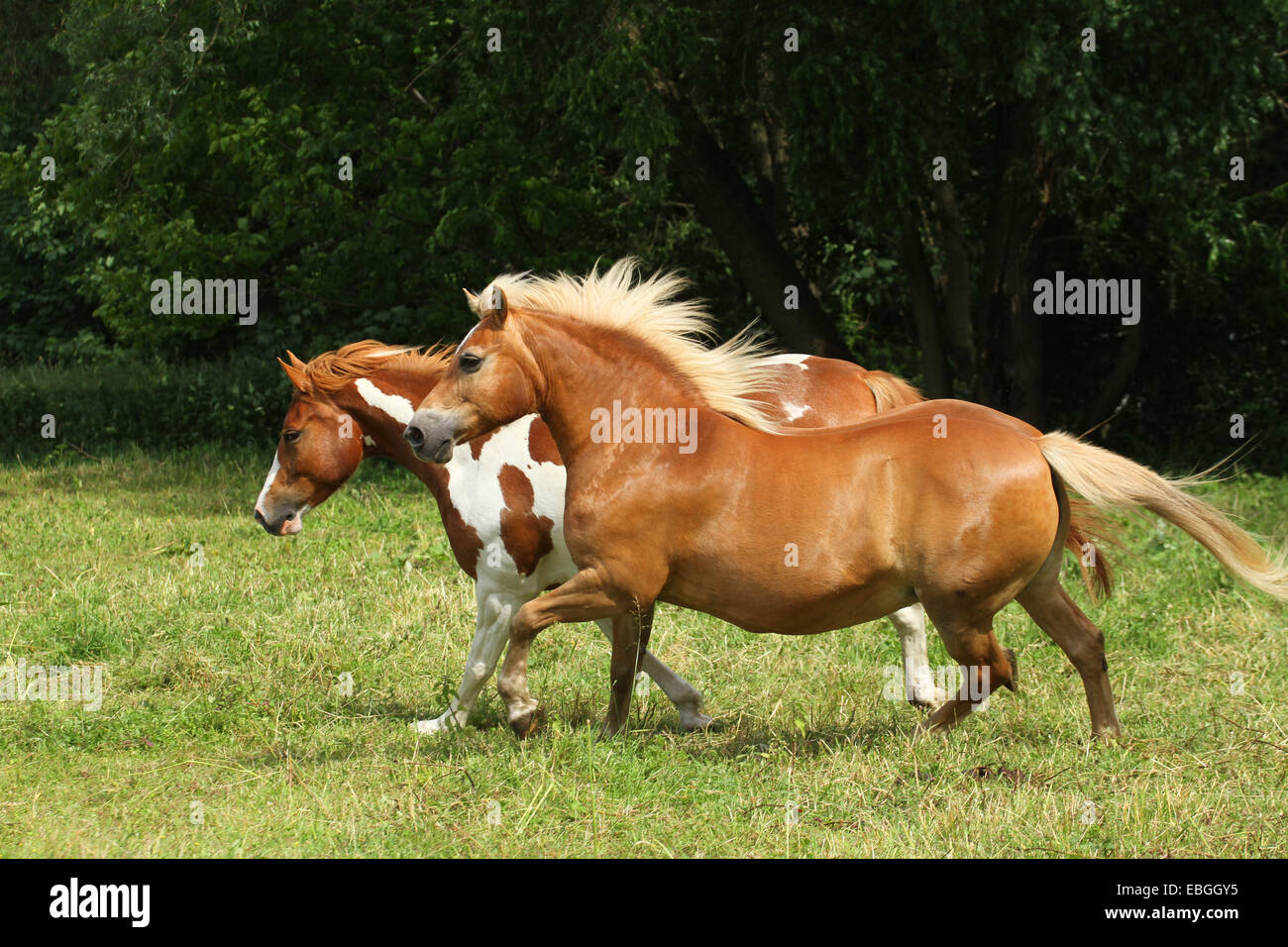 2 galloping horses Stock Photo - Alamy