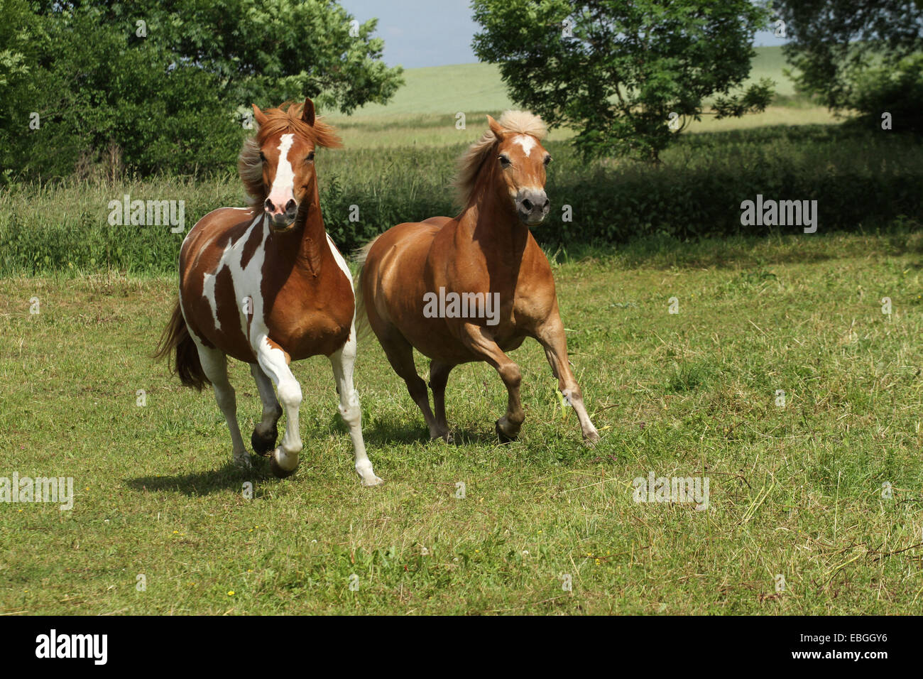 2 galloping horses Stock Photo - Alamy