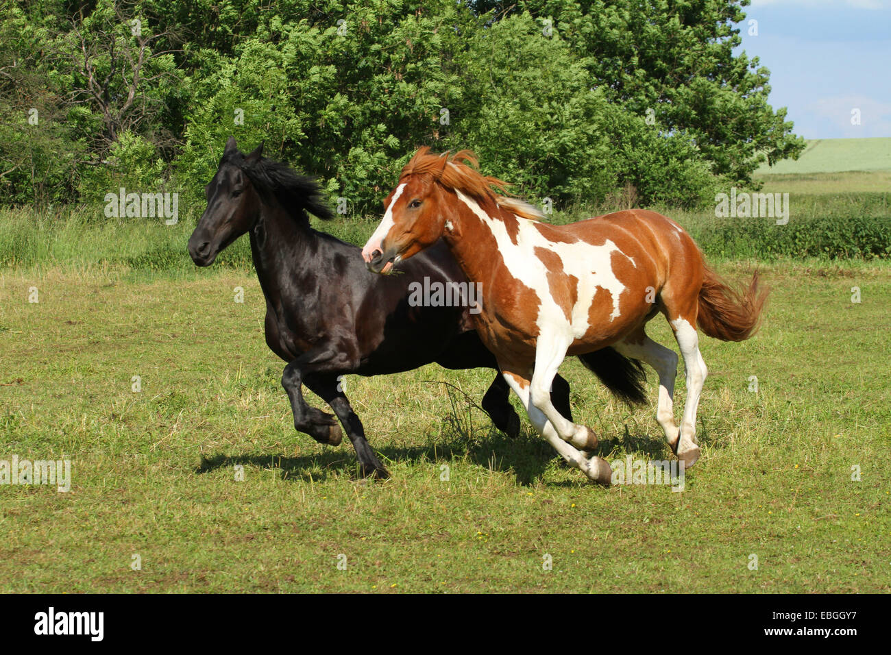 2 galloping horses Stock Photo - Alamy