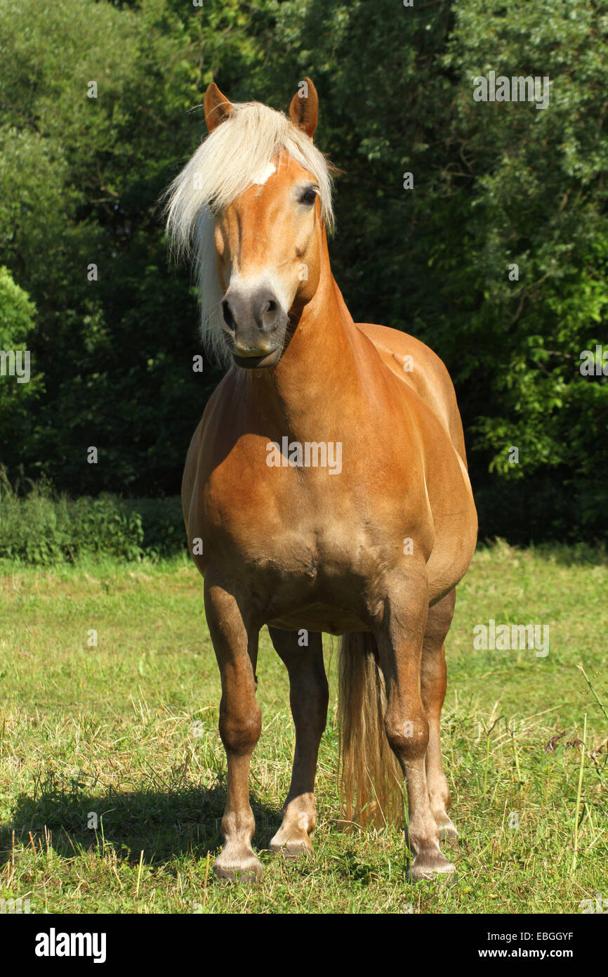 Haflinger ponys hi-res stock photography and images - Alamy