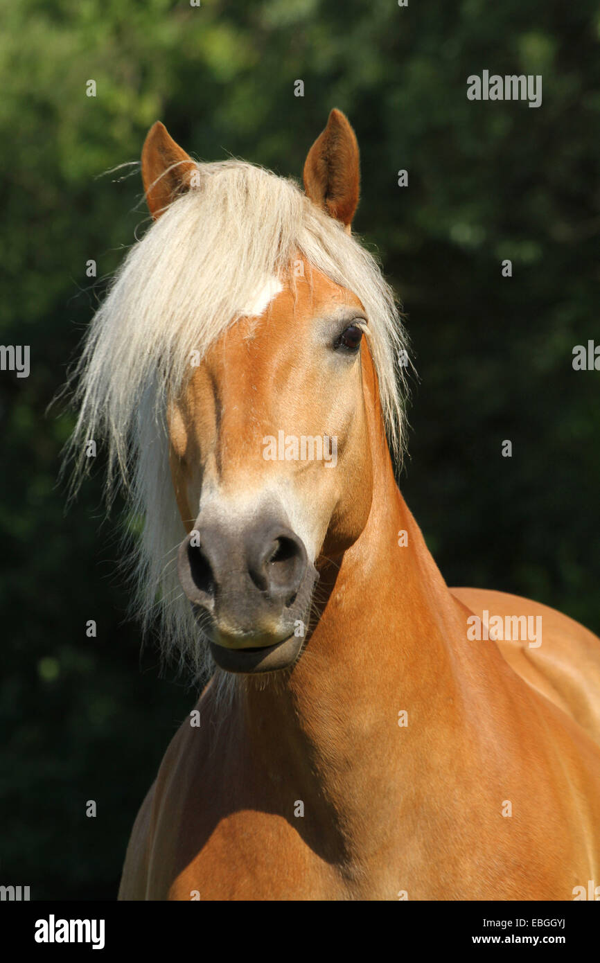 Haflinger horse portrait Stock Photo - Alamy