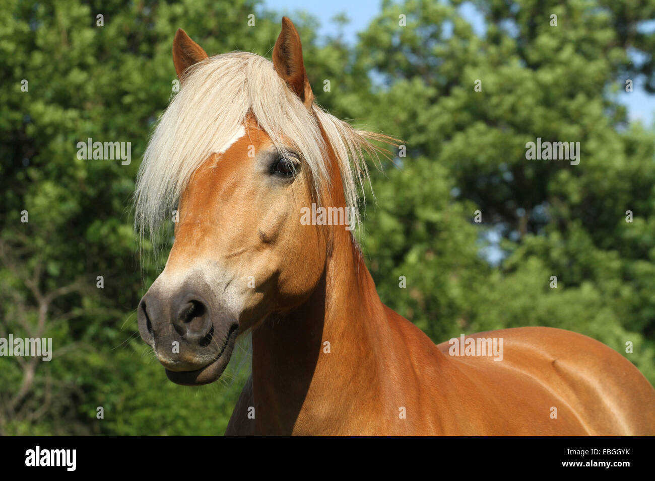 Haflinger horse portrait Stock Photo - Alamy